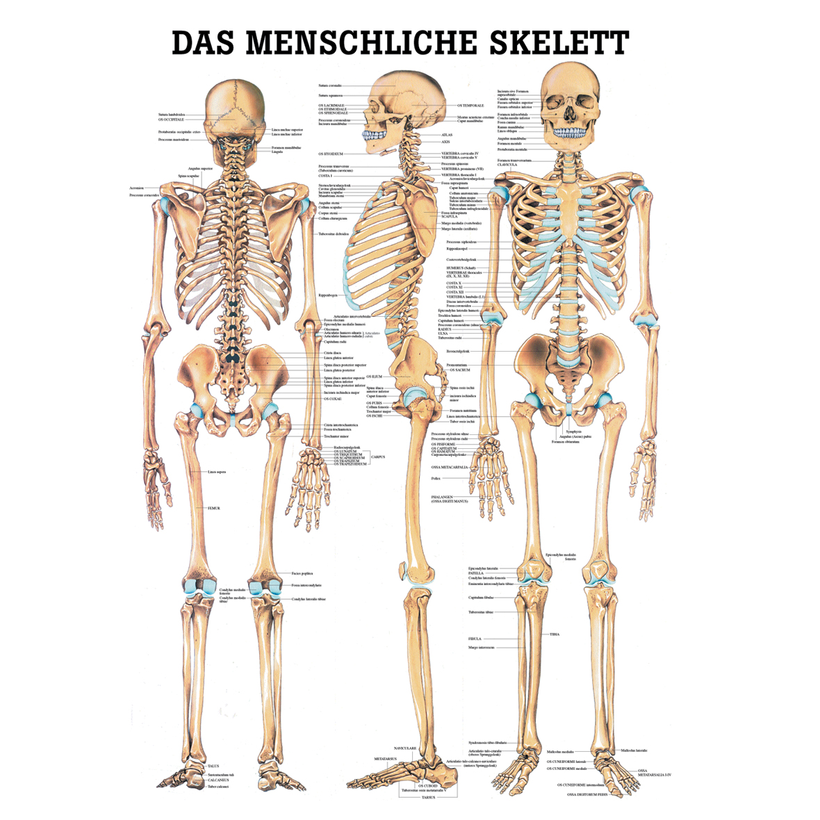 Anatomische Lehrtafel "Das menschliche Skelett", Posterwissen.de