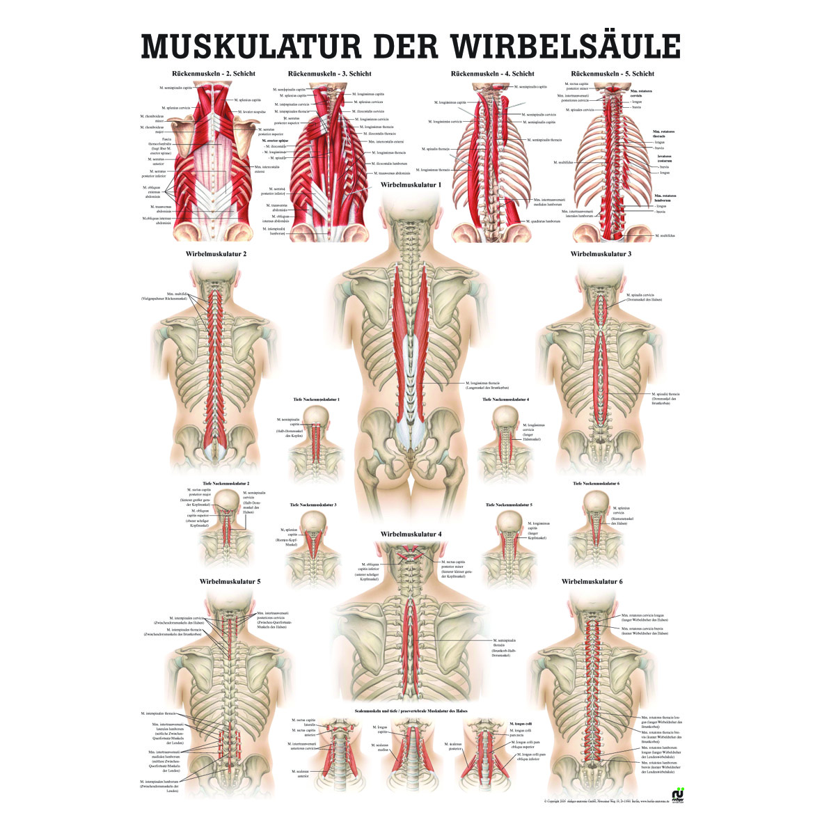 Anatomische Lehrtafel "Tiefe Muskelschichten - Rück 34 x 24 ...
