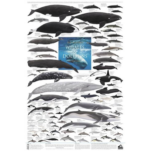 Poster "Whales & Dolphins of the World", Posterwissen.de