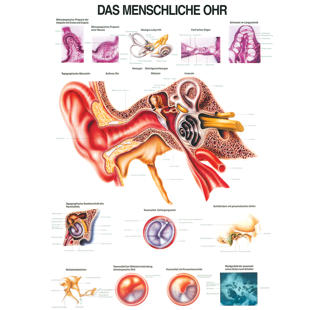 Anatomische Lehrtafel "Das menschliche Ohr", Posterwissen.de